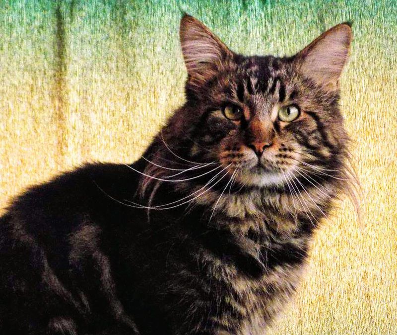 Asturias – Maine Coon Darkwood