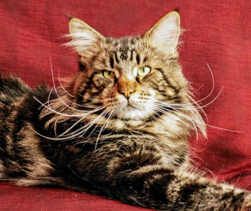 Asturias – Maine Coon Darkwood