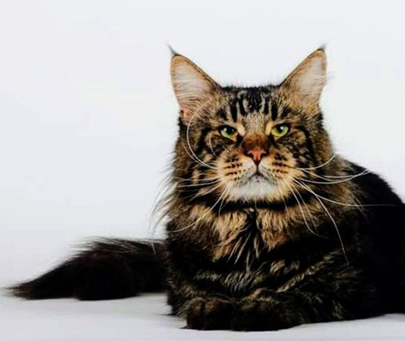 Asturias – Maine Coon Darkwood