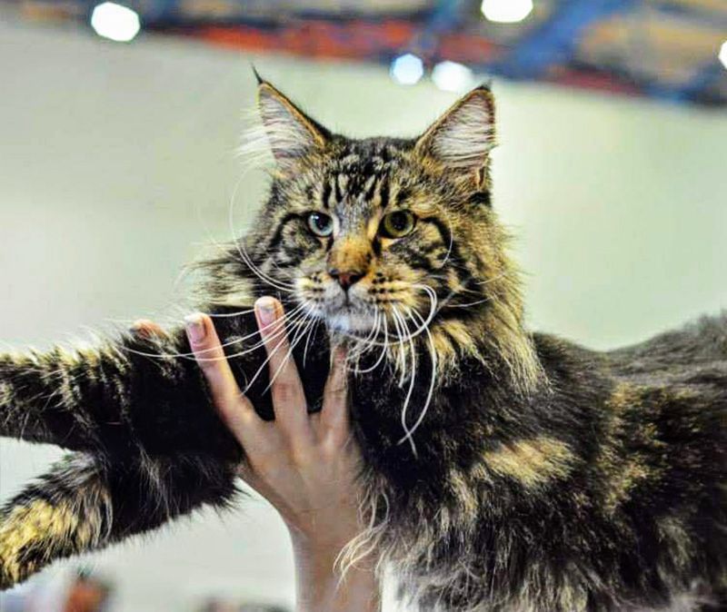 Asturias – Maine Coon Darkwood